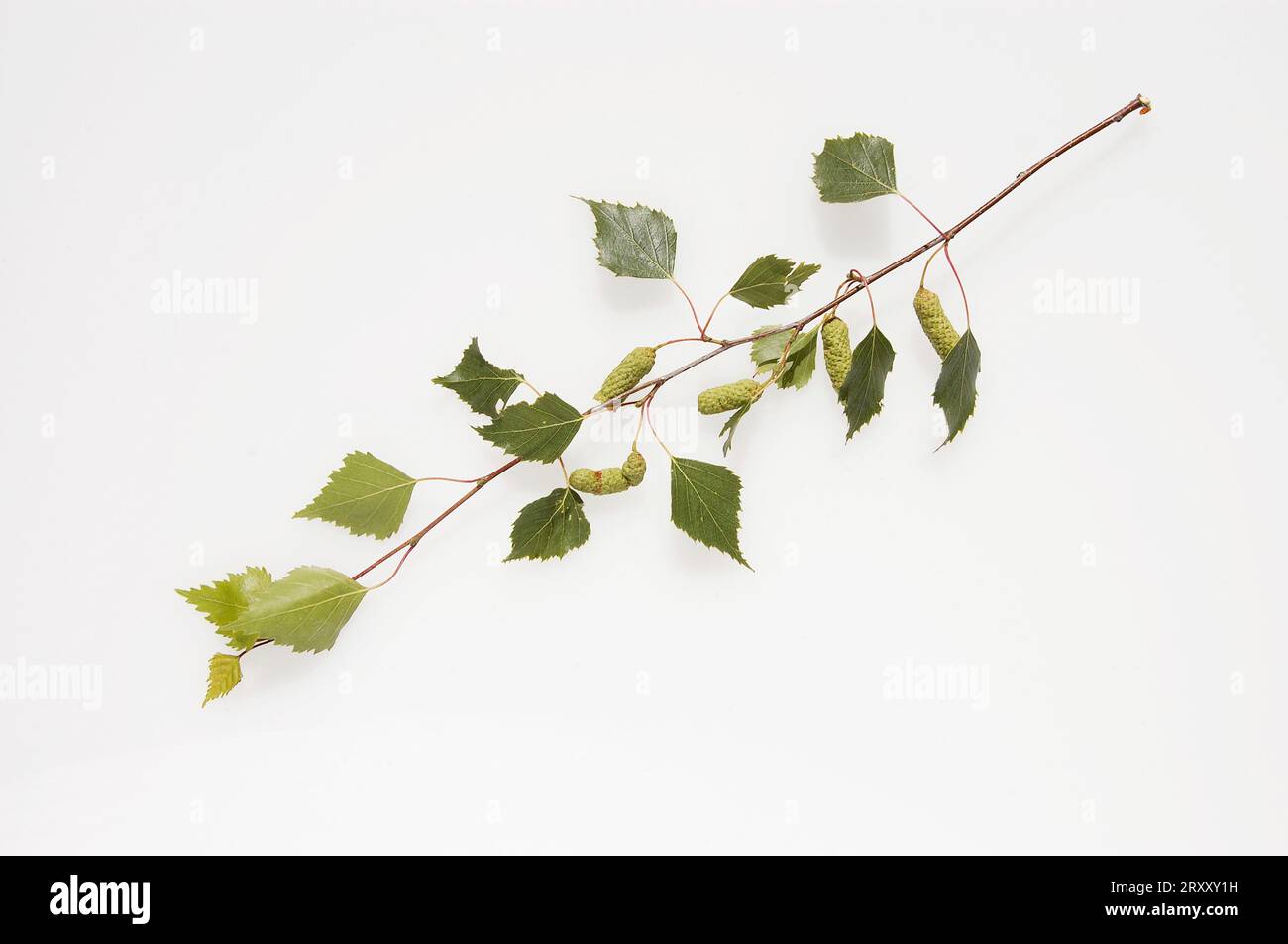 Gray (Betula populifolia) Birch, leaves and catkins, Gray Birch, leaves and catkins Stock Photo ...