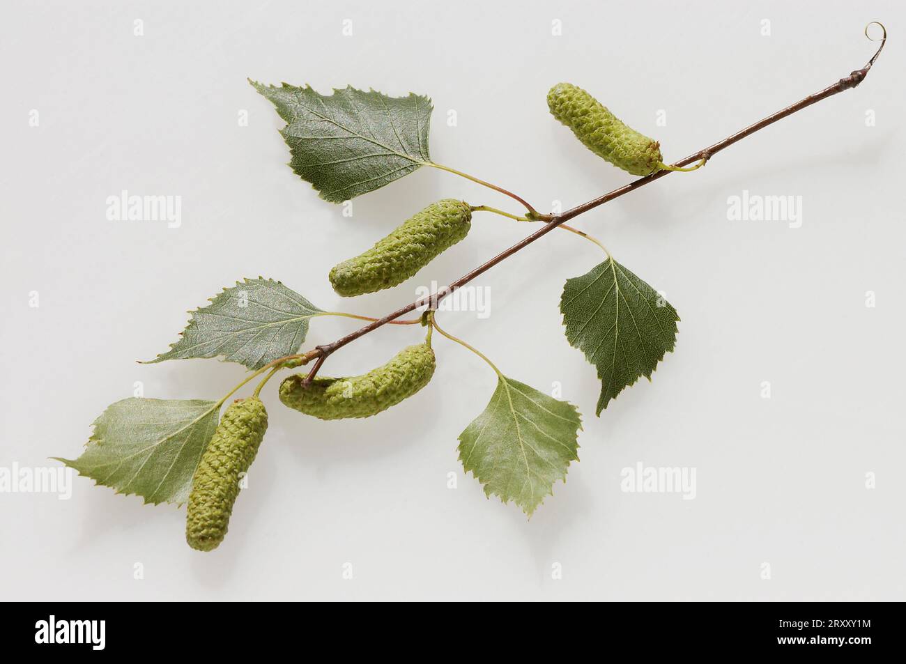 Gray (Betula populifolia) Birch, leaves and catkins, Gray Birch, leaves and catkins Stock Photo ...