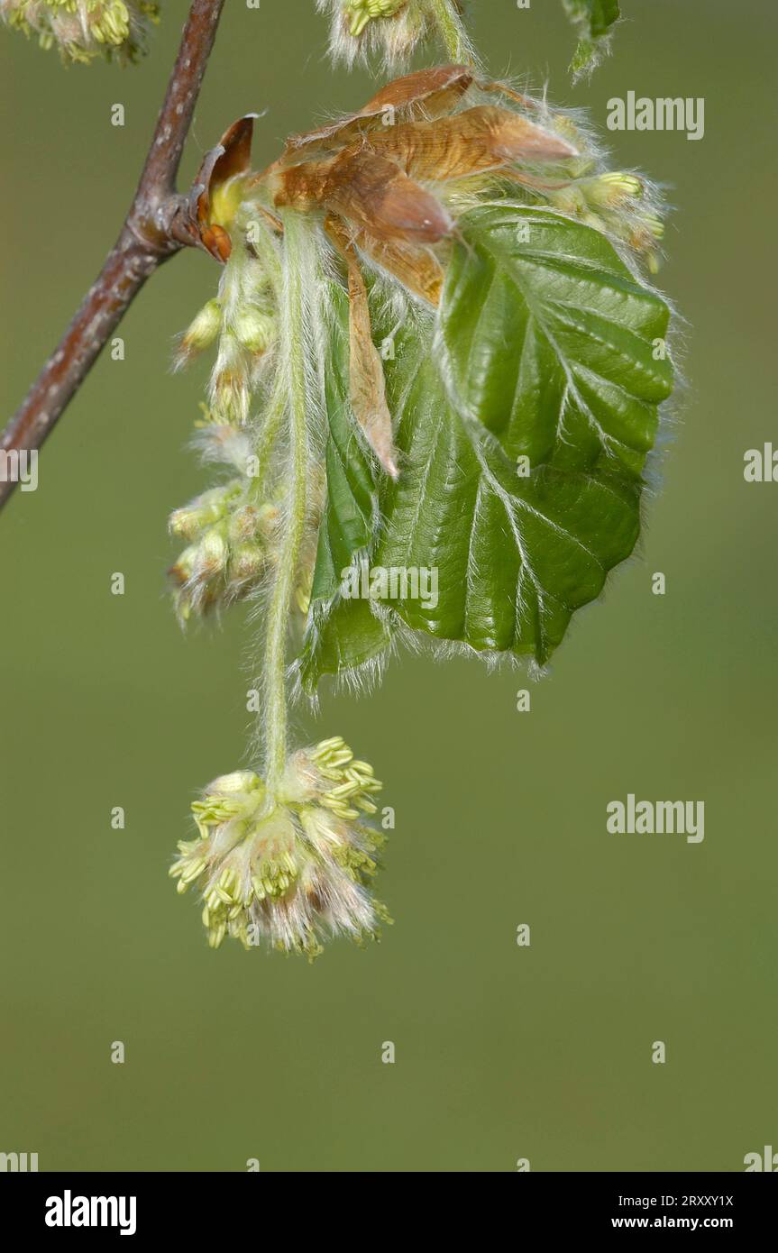 Common beech (Fagus sylvatica), flowering North Rhine-Westphalia ...