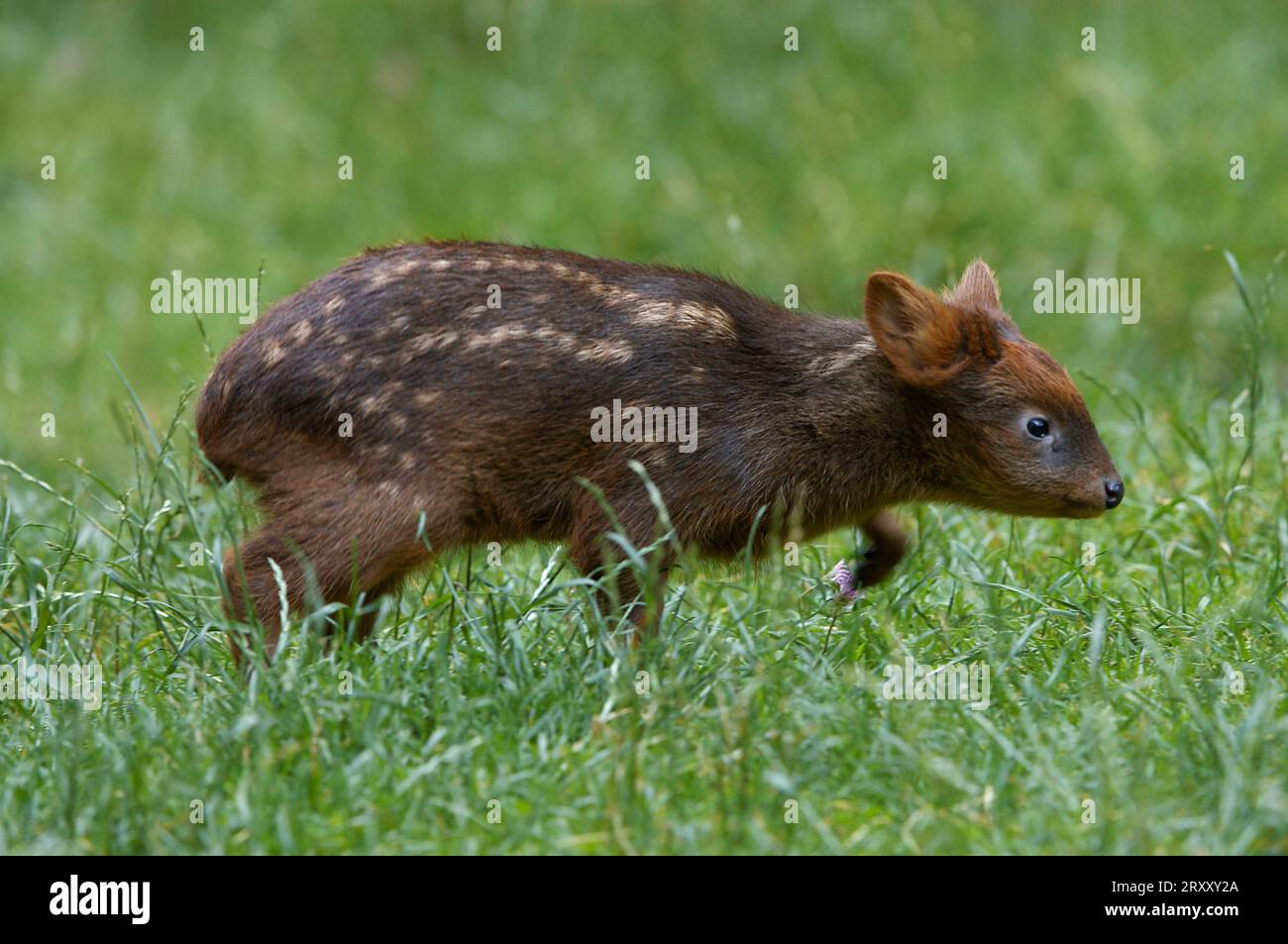 Southern Pudu fawn (Pudu pudu Stock Photo - Alamy