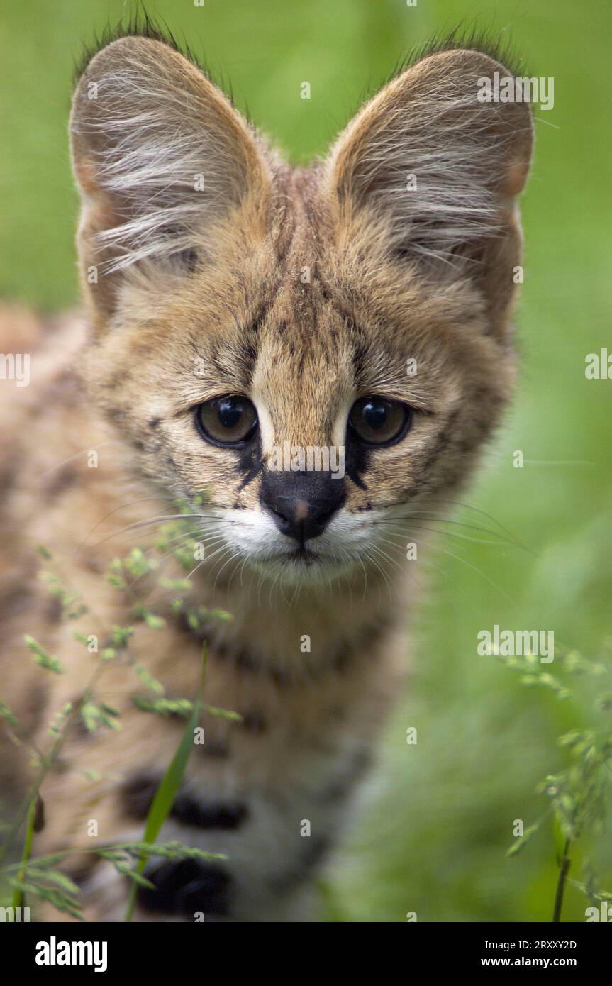 Young Serval (Felis serval Stock Photo - Alamy