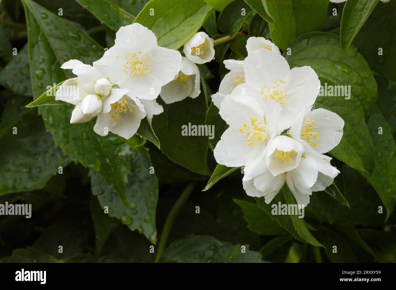 Sweet sweet mock-orange (Philadelphus coronarius Stock Photo - Alamy