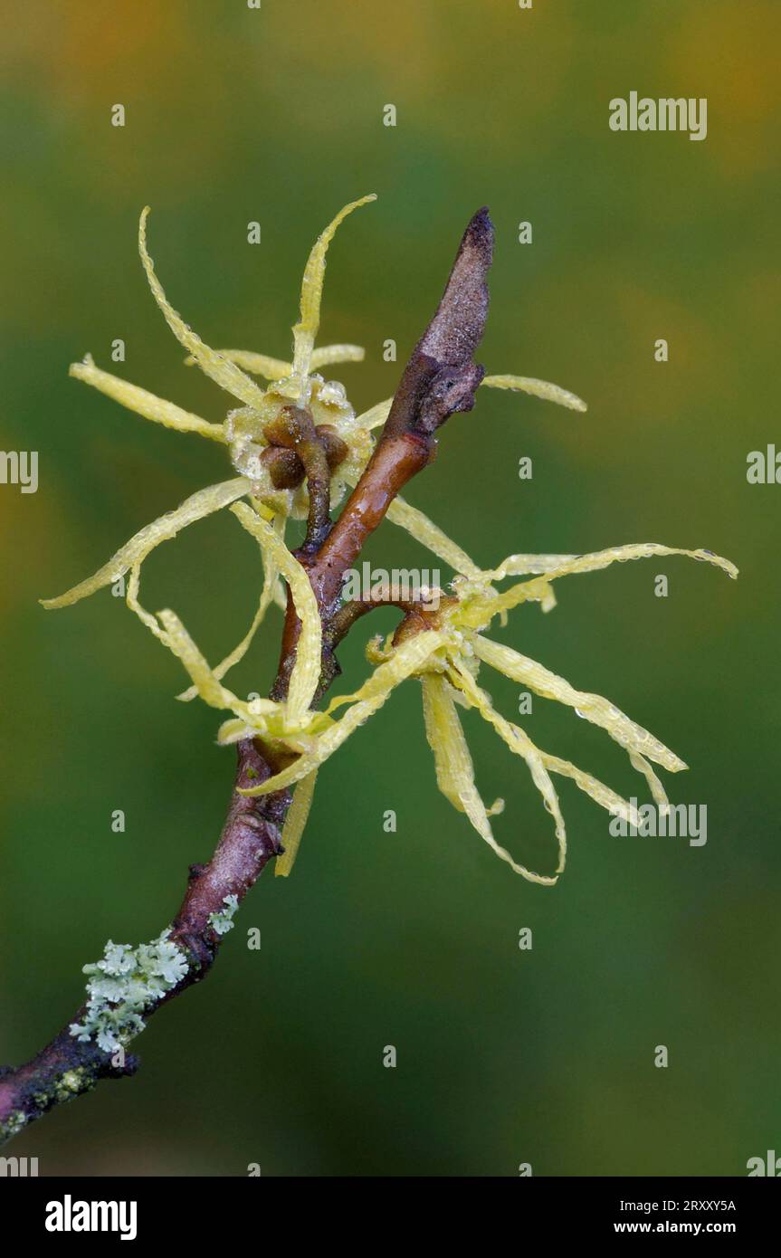 Witch-hazel (Hamamelis virginiana Stock Photo - Alamy
