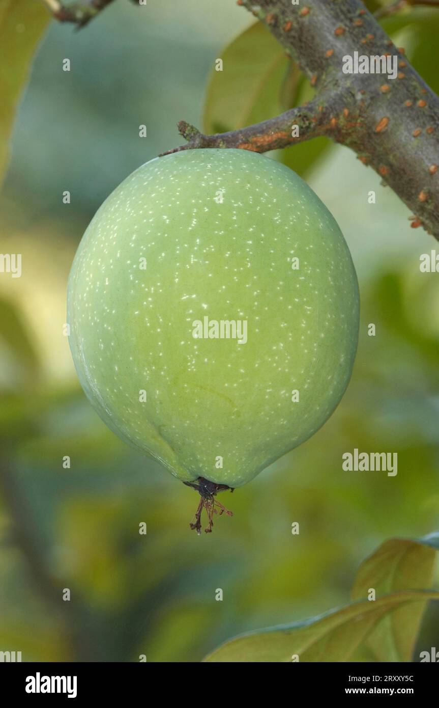 Flowering Quince, fruit (Chaenomeles cathayensis Stock Photo - Alamy