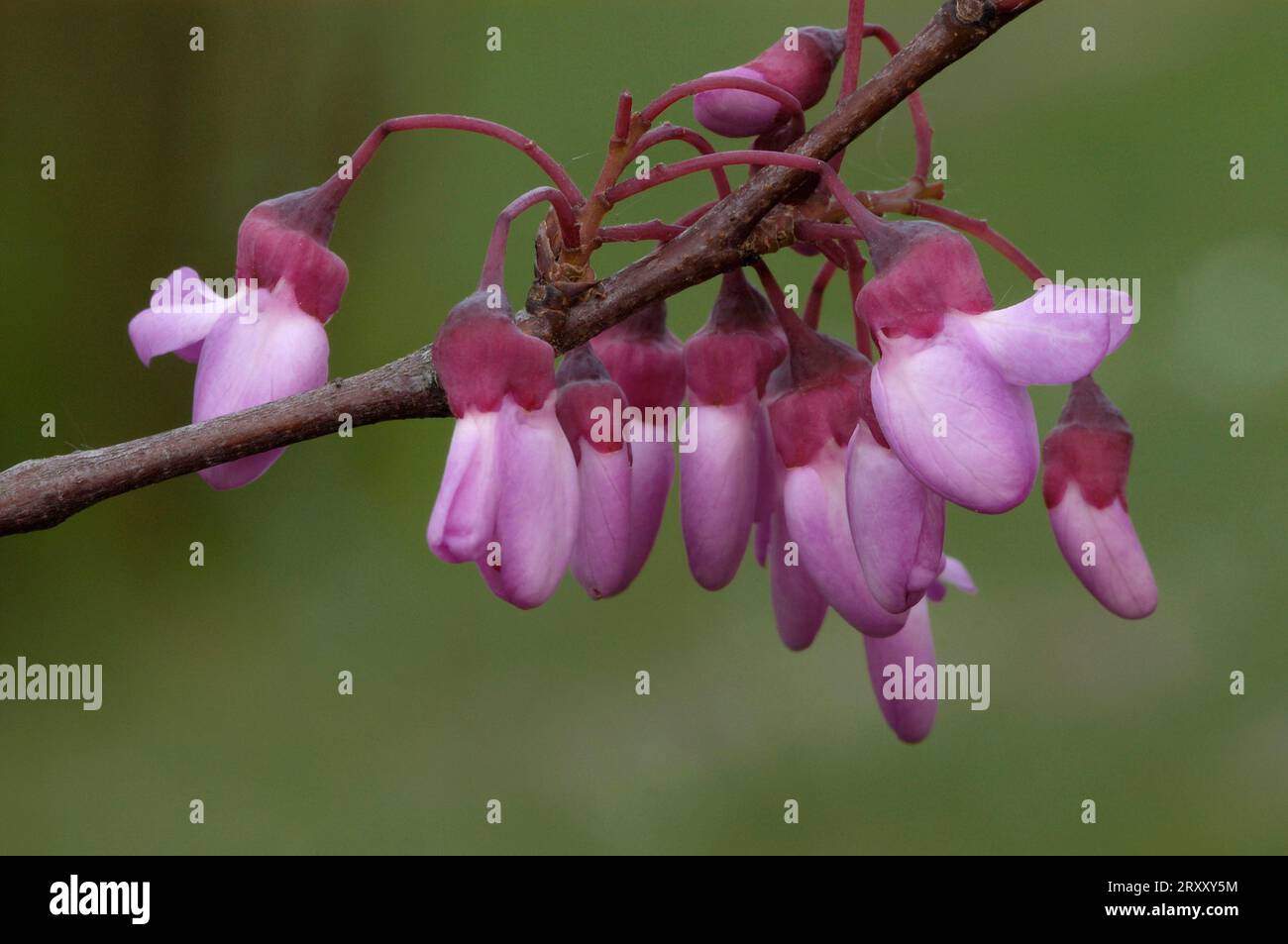 Judas Tree (Cercis siliquastrum Stock Photo - Alamy