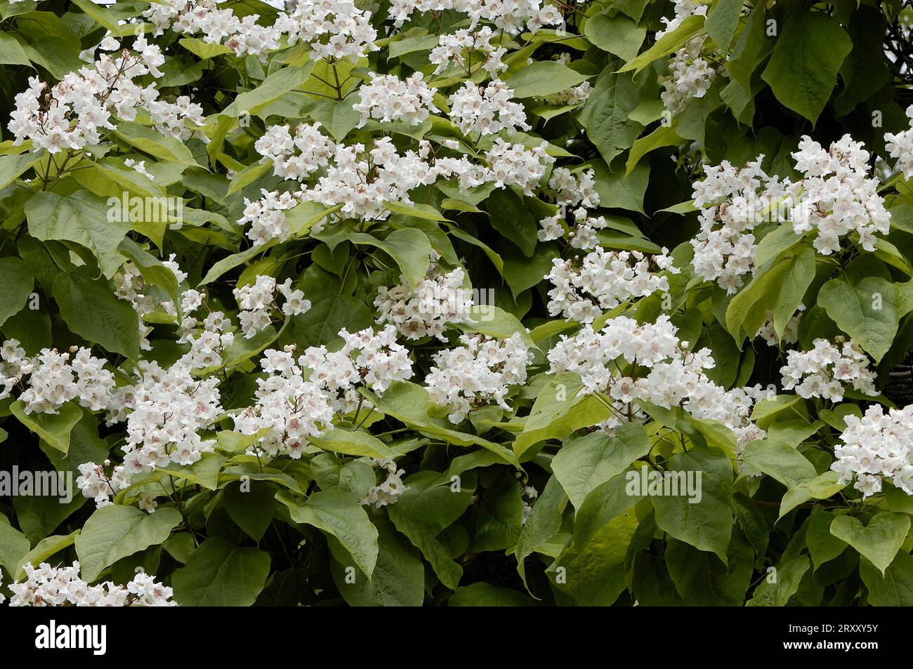Indian Bean-Tree (Catalpa bignonioides Stock Photo - Alamy