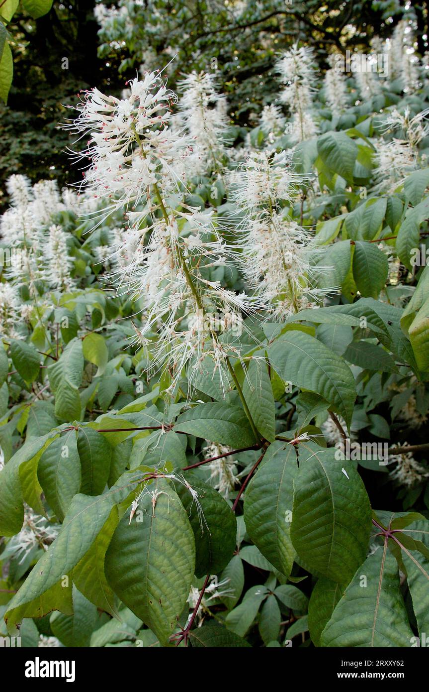 Bottlebrush bottlebrush buckeye (Aesculus parviflora), Shrub Chestnut ...