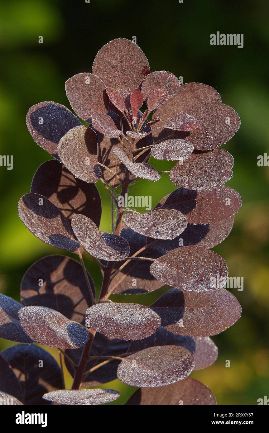 Common Smoketree (Cotinus coggygria Stock Photo - Alamy