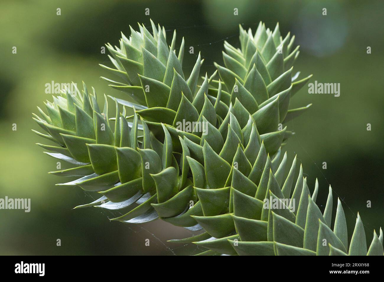 Monkey puzzle tree (Araucaria araucana), Araucaria family ...