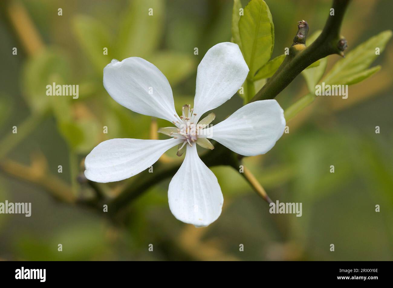 Bitter Orange, blossom (Poncirus trifoliata Stock Photo - Alamy