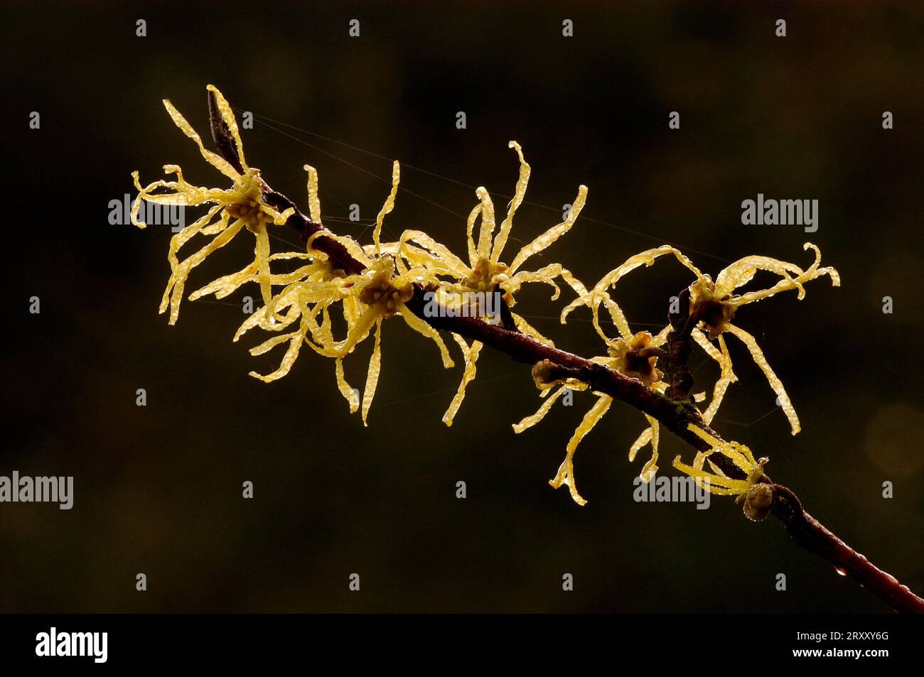 Common Witch Hazel, witch-hazel (Hamamelis virginiana Stock Photo - Alamy