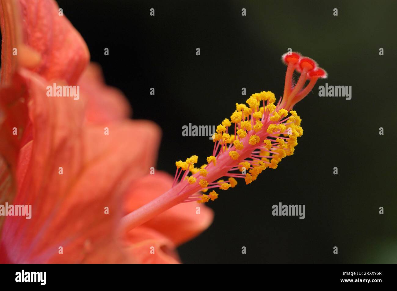 Chinese Hibiscus (Hibiscus rosa-sinensis), chinese hibiscus, Flower ...