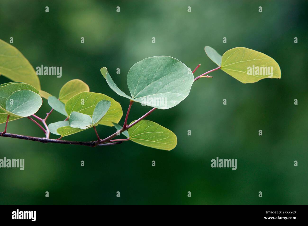 Judas Tree (Cercis siliquastrum) leaves Stock Photo - Alamy