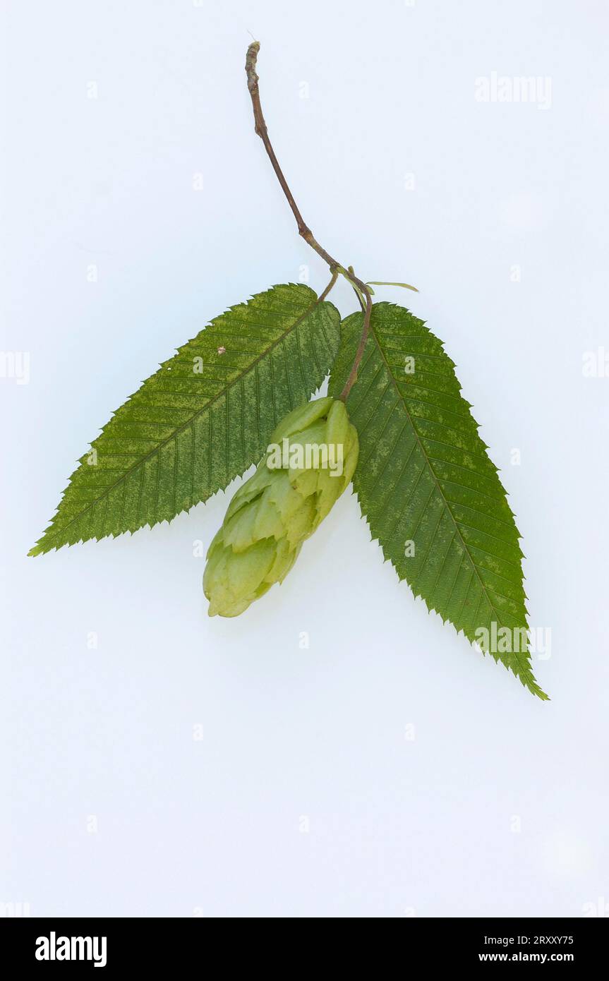 Japanese Hornbeam (Carpinus japonica Stock Photo - Alamy