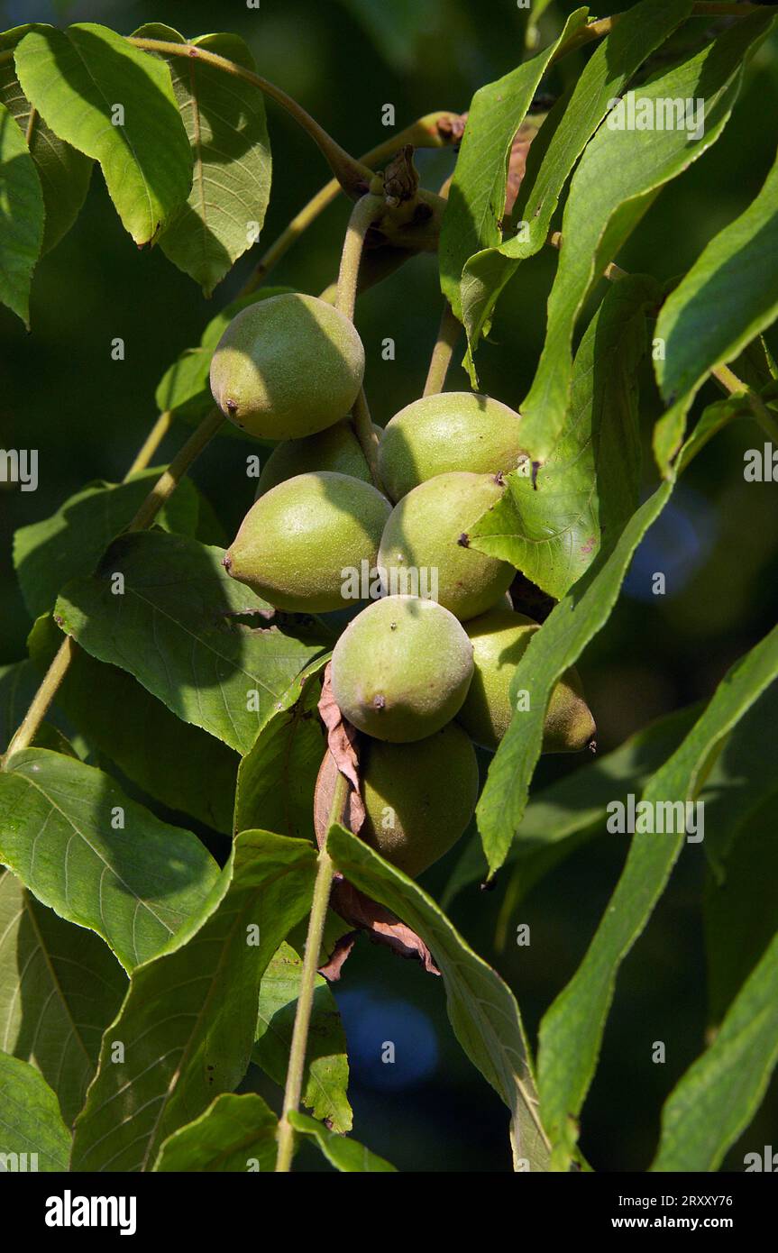 Juglans cathayensis hi-res stock photography and images - Alamy