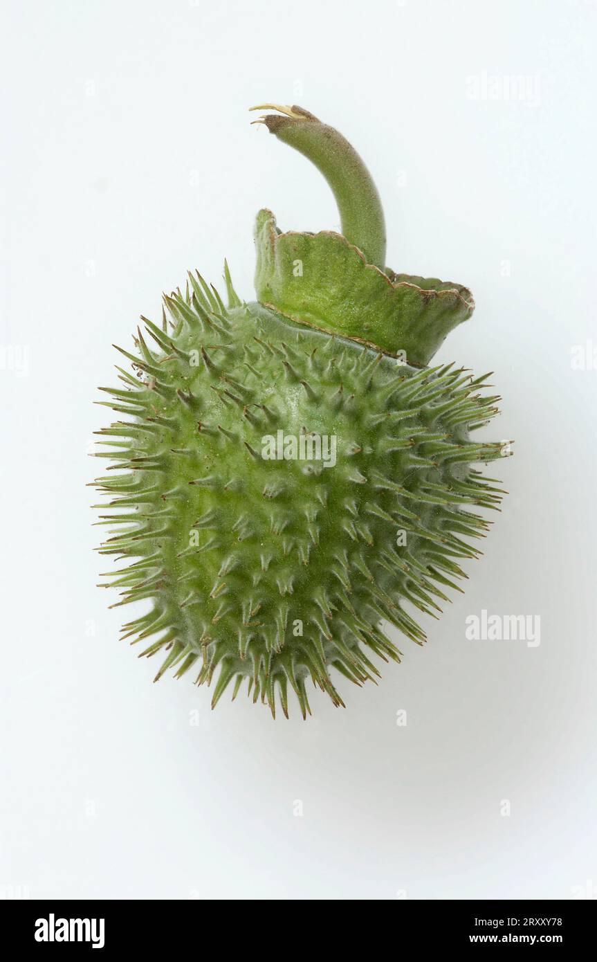 Thorn apple, fruit (Datura stramonium Stock Photo - Alamy