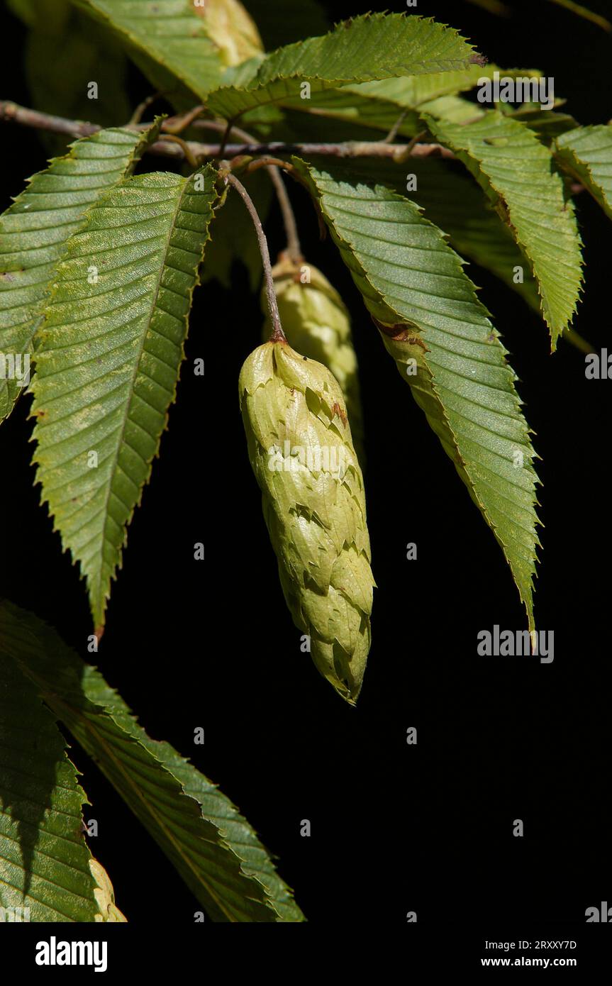 Japanese Hornbeam (Carpinus japonica Stock Photo - Alamy