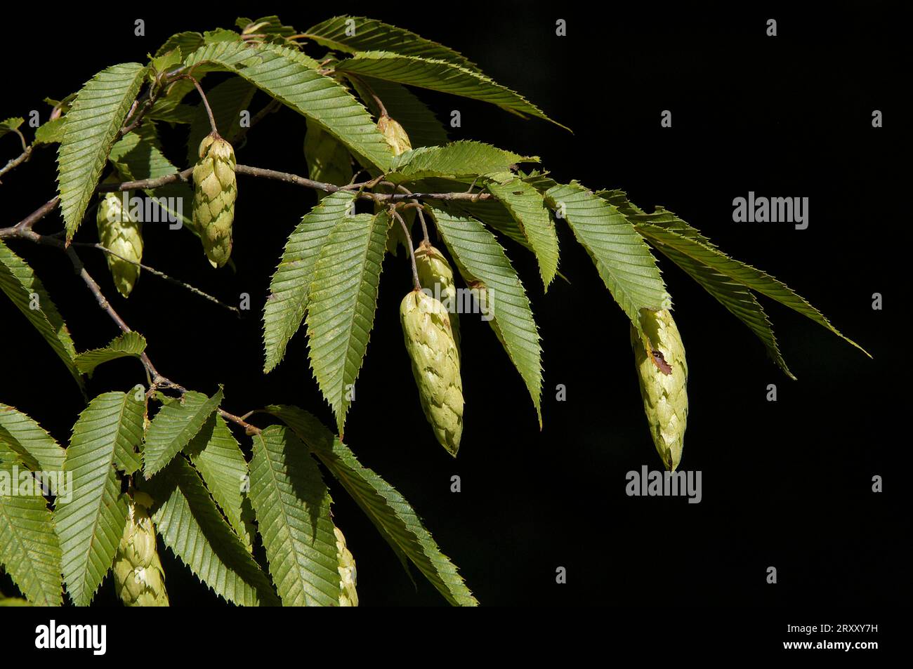 Japanese Hornbeam (Carpinus japonica Stock Photo - Alamy