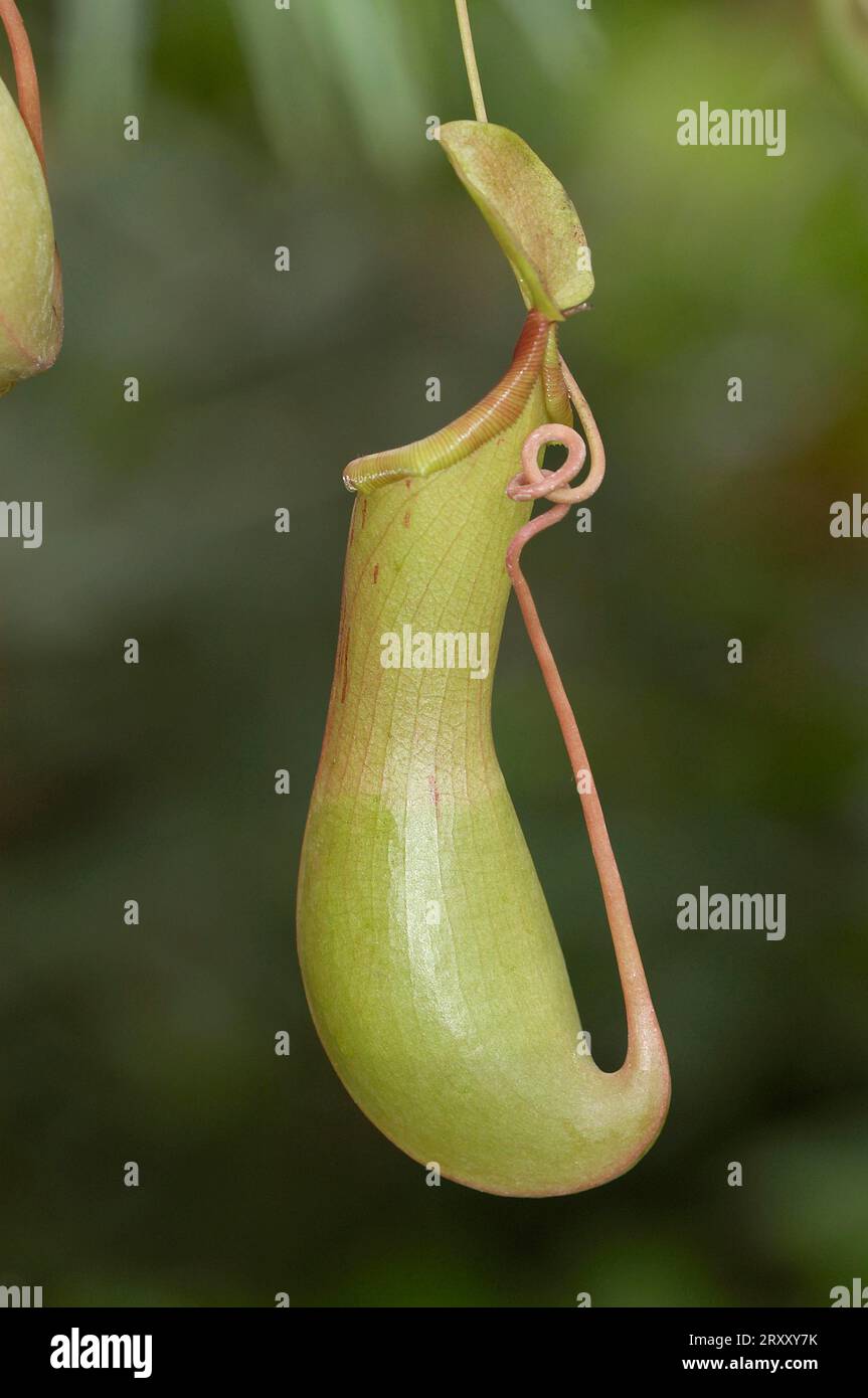 Pitcher plant (Nepenthes alata Stock Photo - Alamy