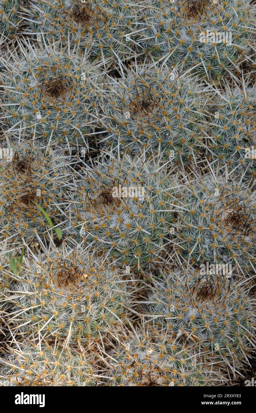 Twin-Spined Cactus (Mammillaria geminispina Stock Photo - Alamy