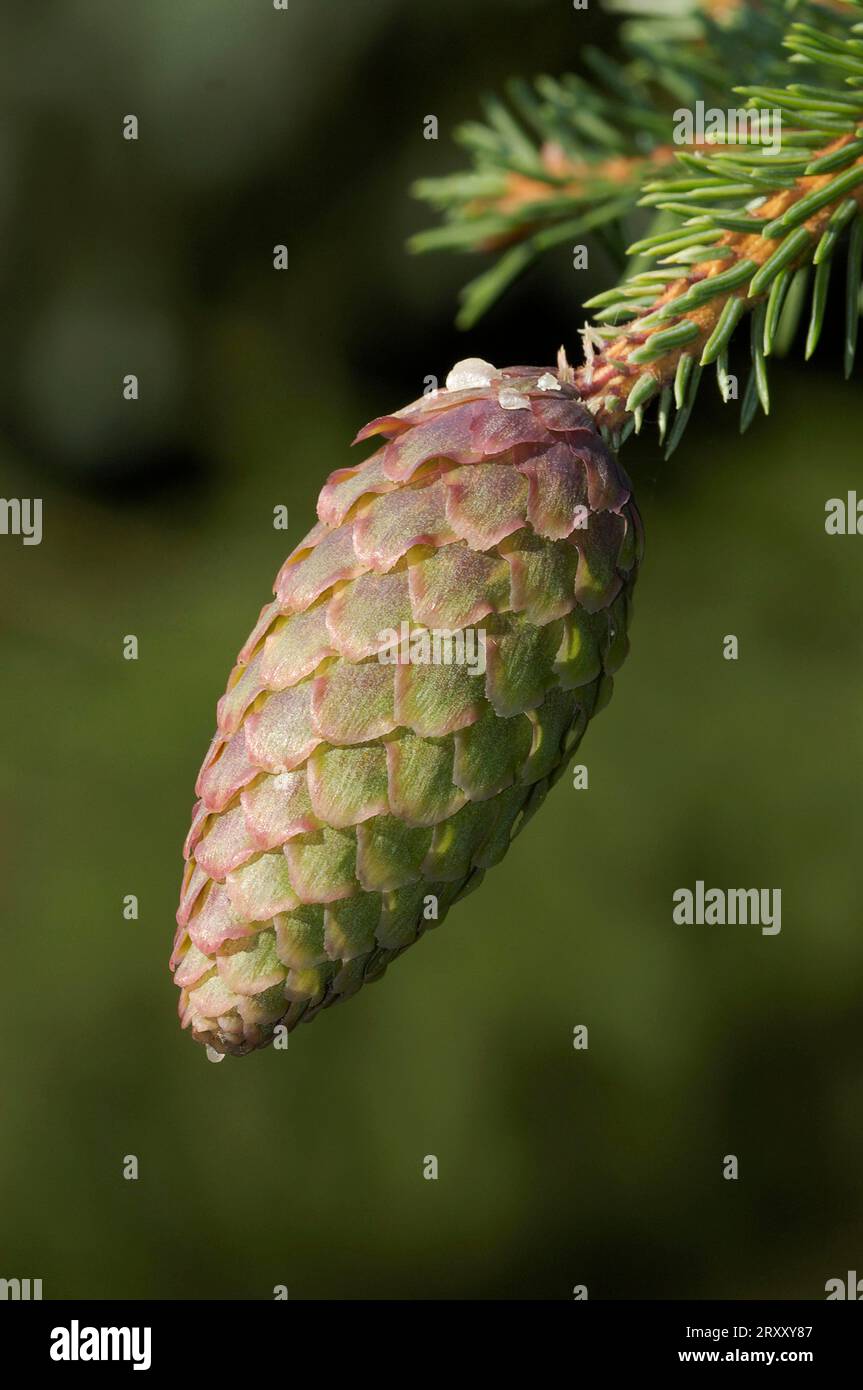 Abies cone hi-res stock photography and images - Alamy