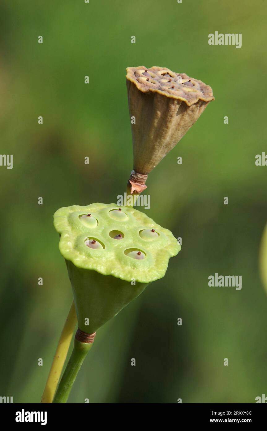 East Indian Lotus (Nelumbo nucifera), seed capsule Stock Photo - Alamy