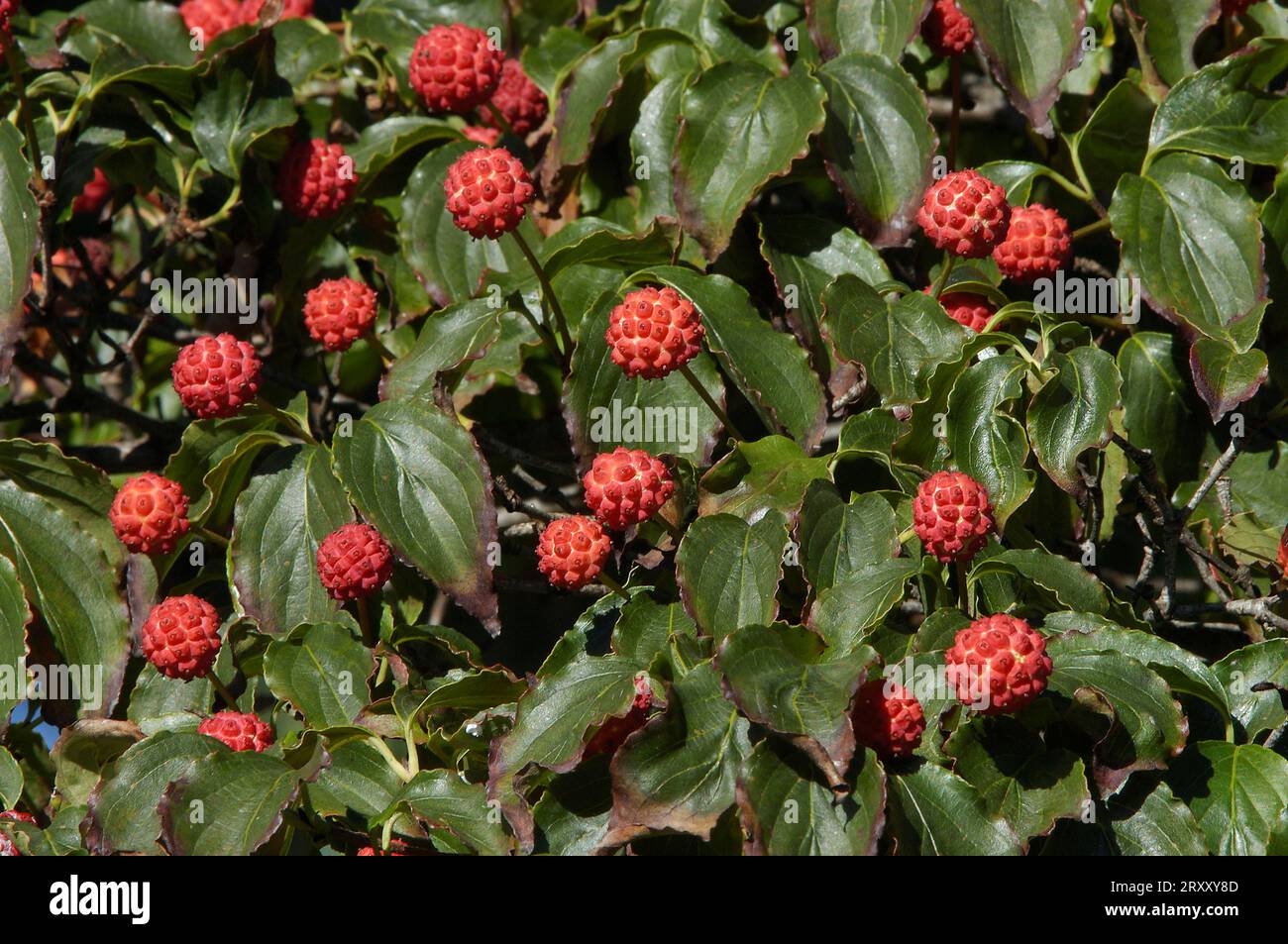 Cornus kousa fruits hi-res stock photography and images - Alamy