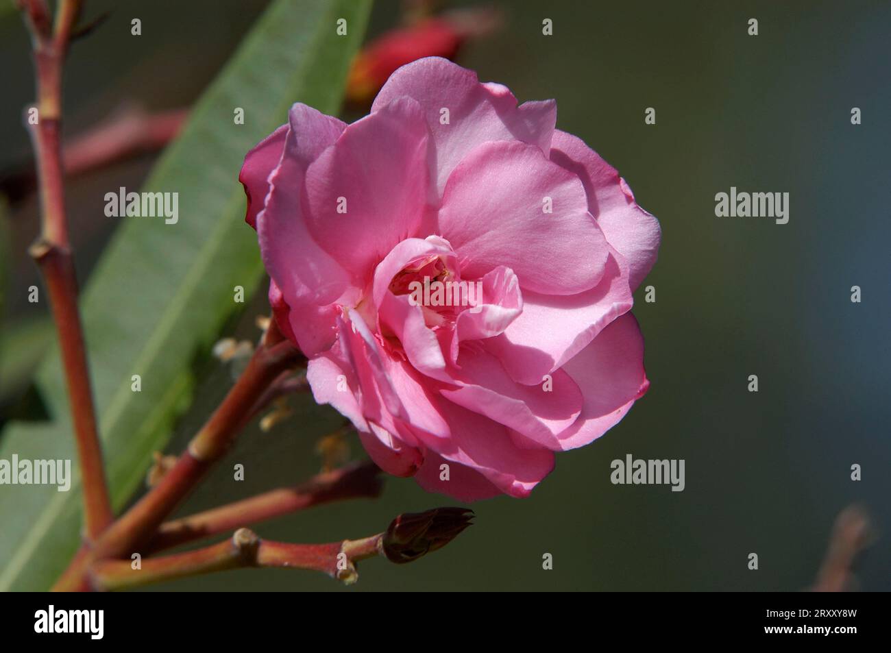Oleander (Nerium oleander) blossom Stock Photo - Alamy