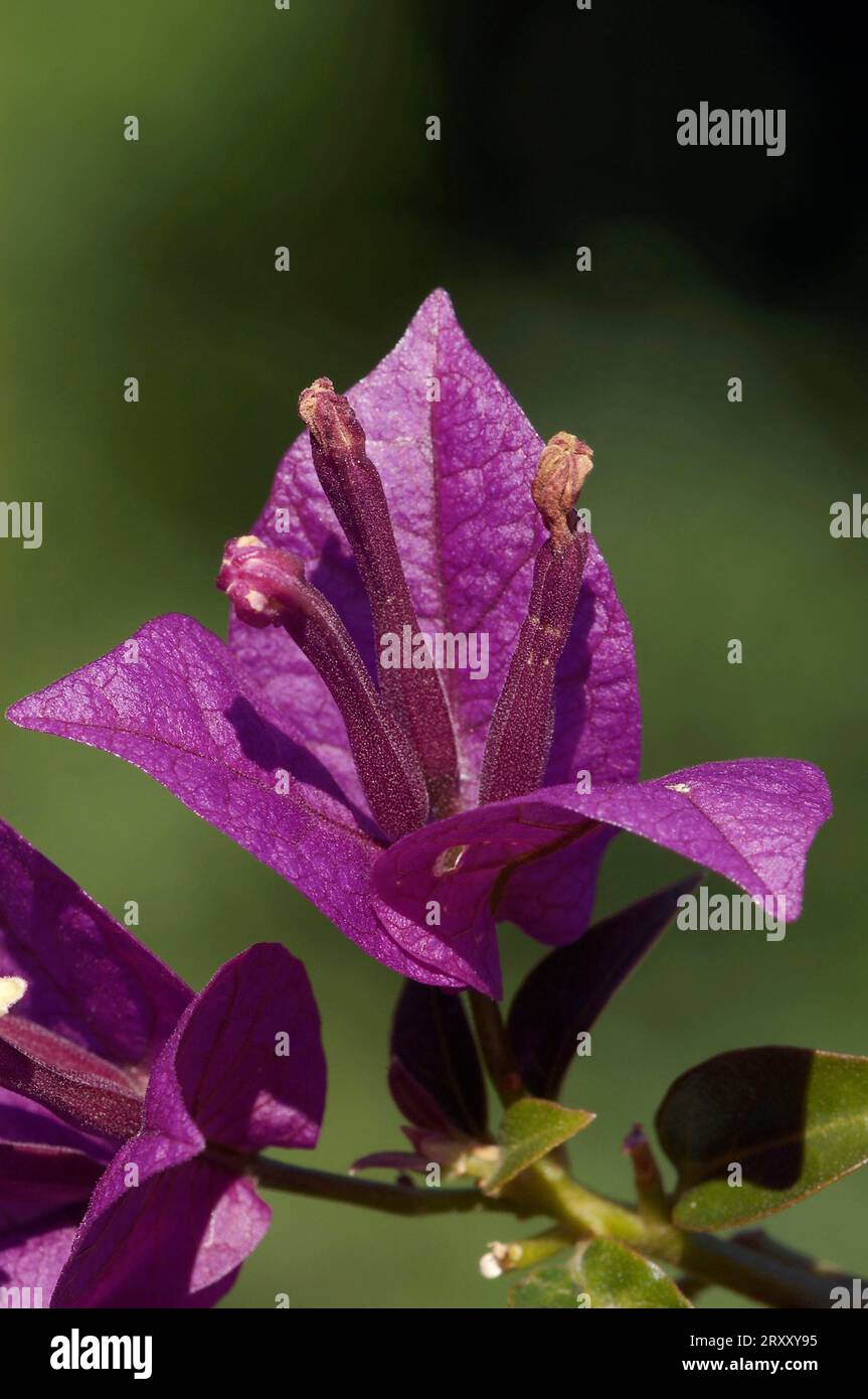 Glabra caryophyllales hi-res stock photography and images - Alamy