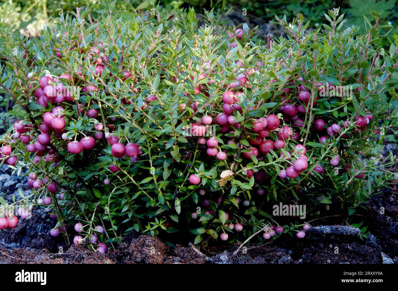 Gaultheria Pernettya Mucronata