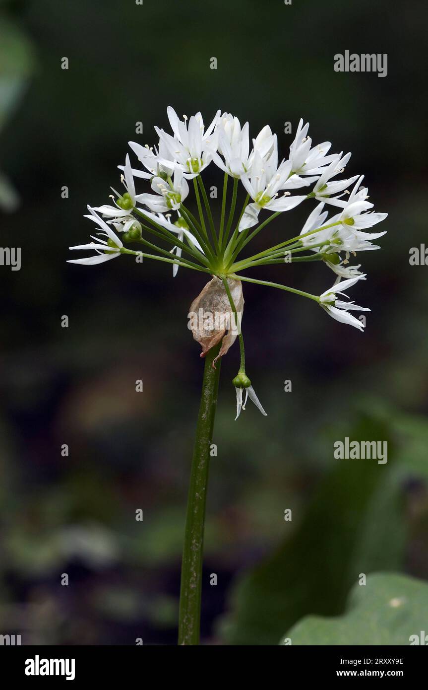 Ramsons plant hi-res stock photography and images - Alamy