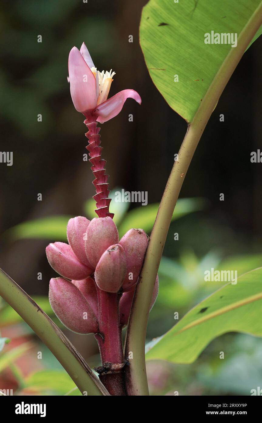 Pink Velvet Banana (Musa velutina), Pink Fruiting Banana Stock Photo ...