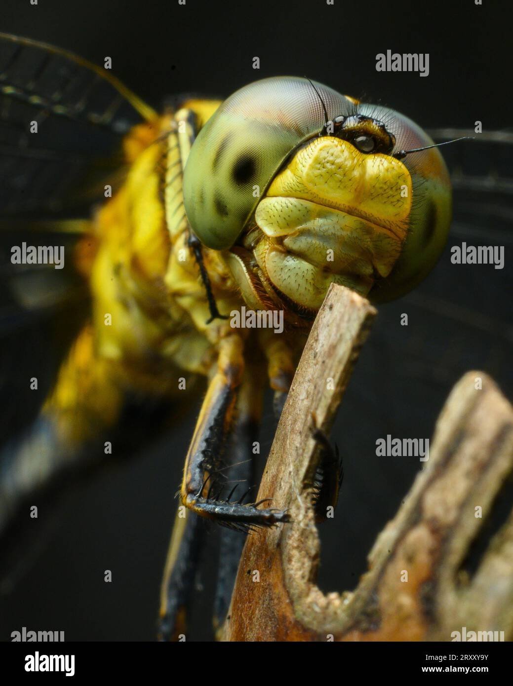Yellow dragon fly Extreme Macro Stock Photo - Alamy