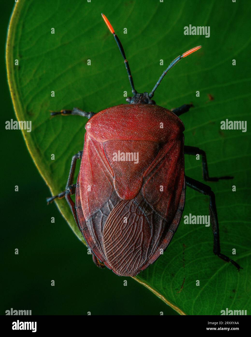 Extreme Close up of Insects world Stock Photo - Alamy