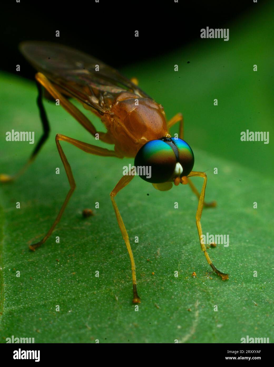 Extreme Close up of Insects world Stock Photo - Alamy