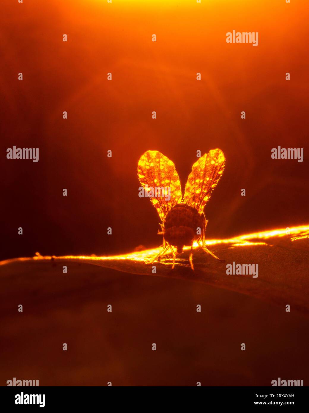 Extreme Close up of Insects world Stock Photo - Alamy