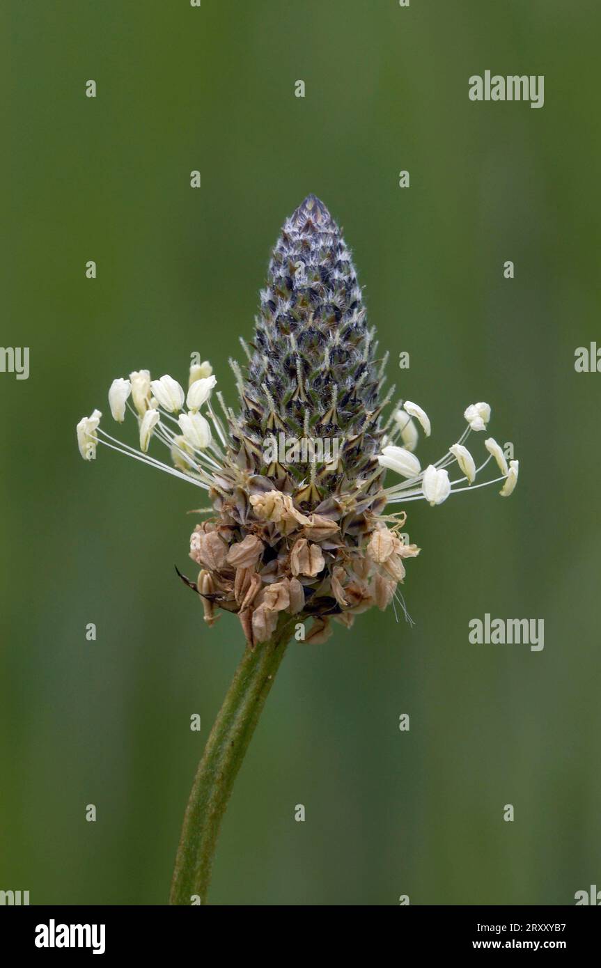 English Plantain (Plantago lanceolata Stock Photo - Alamy