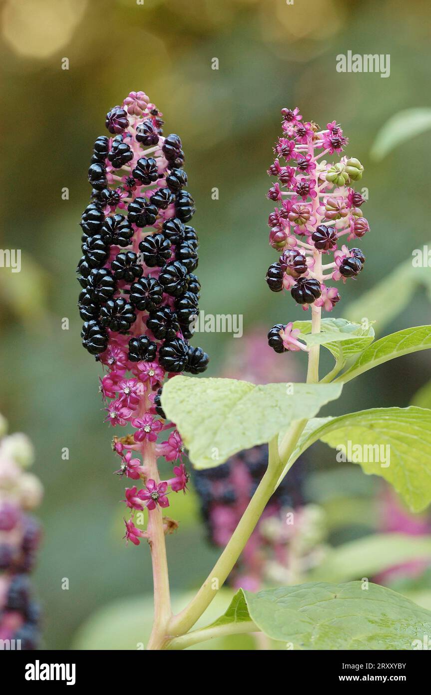 American Pokeweed (Phytolacca americana) in fruit Stock Photo - Alamy