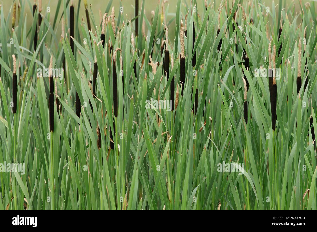 Bulrush flower hi-res stock photography and images - Alamy