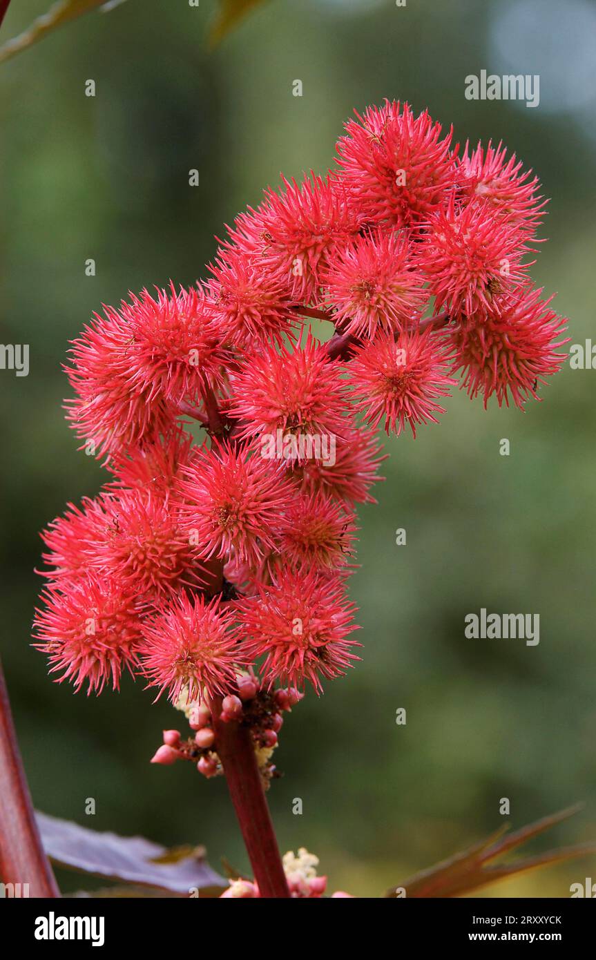 Ricinus (Ricinus communis Stock Photo - Alamy