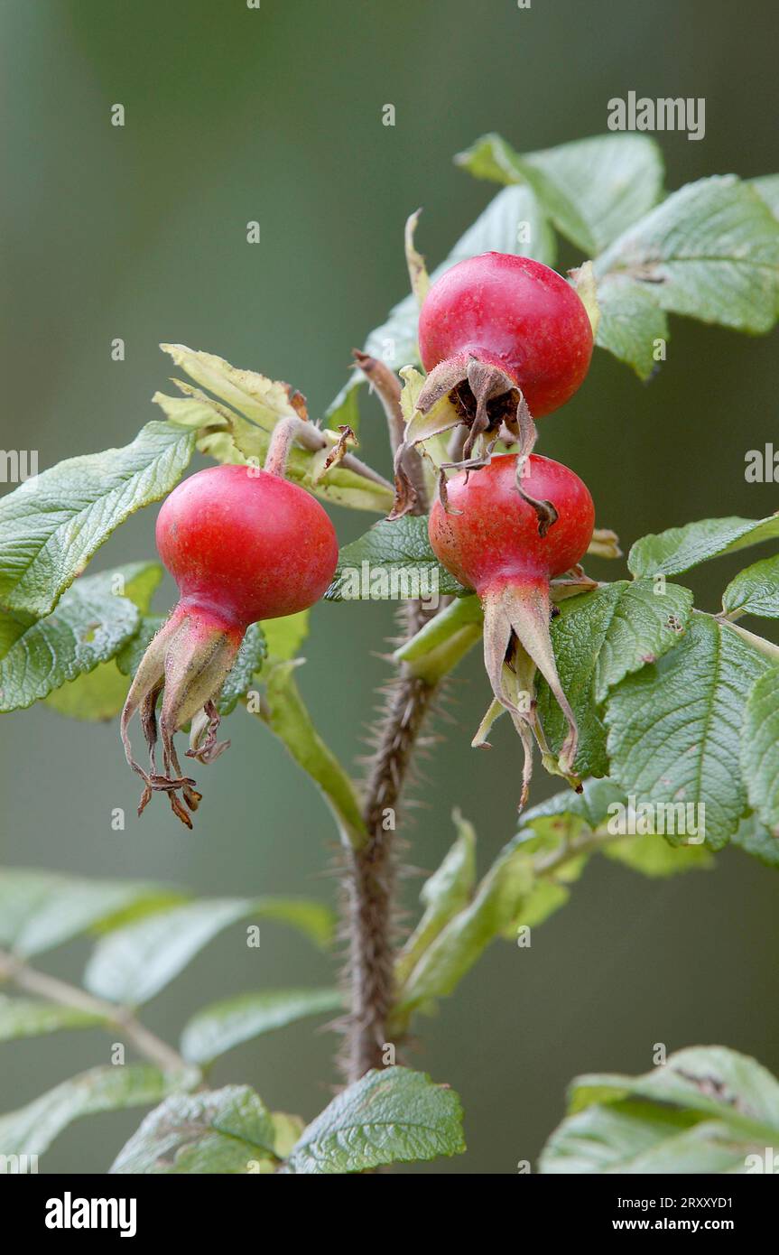 Rosa rugosa seed head hi-res stock photography and images - Alamy