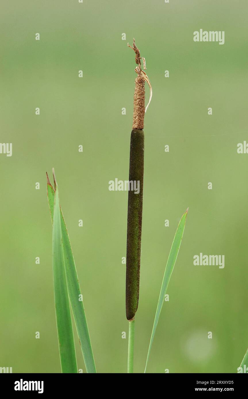 Common Cattail (Typha latifolia), North Rhine-Westphalia, Germany Stock ...