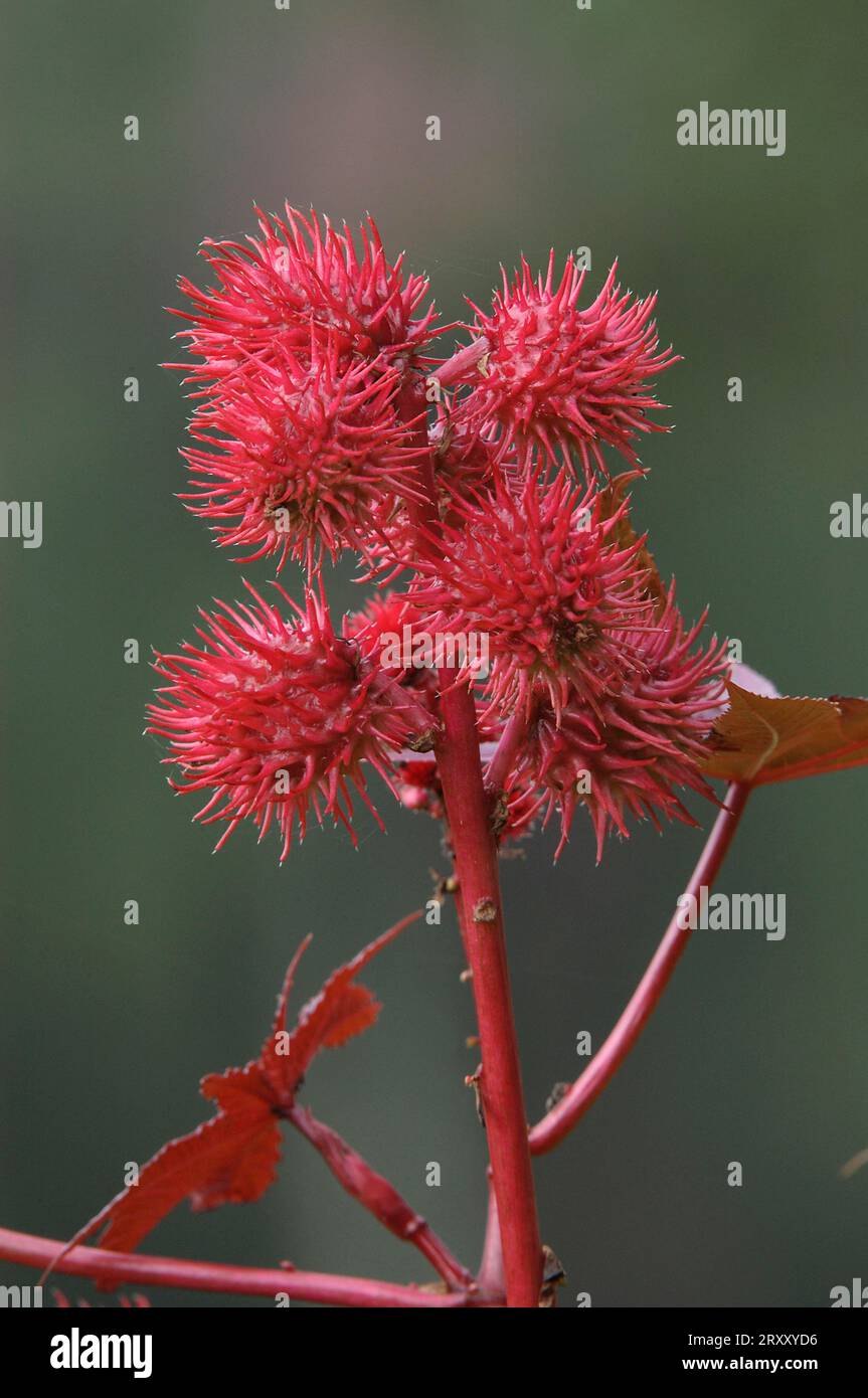 Ricinus (Ricinus communis Stock Photo - Alamy