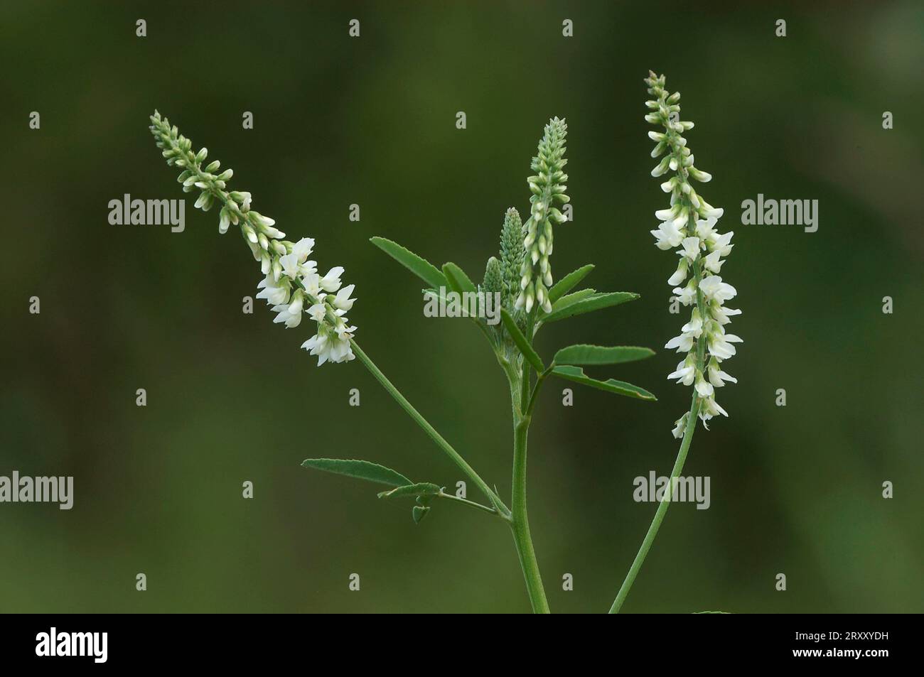 White Sweet Clover, North Rhine-Westphalia, Germany (Melilotus alba ...