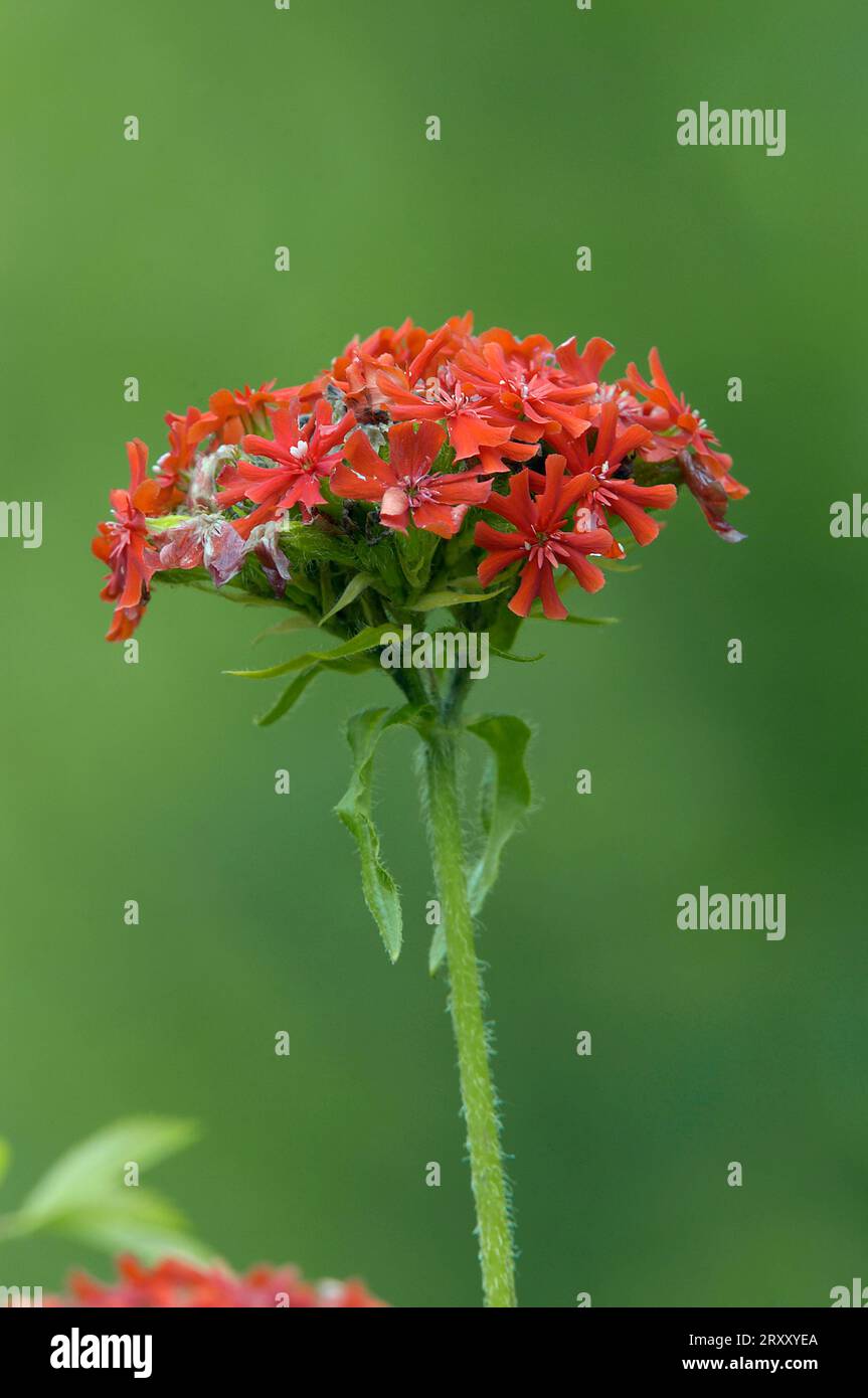 Scarlet Lychnis (Lychnis chalcedonica Stock Photo - Alamy
