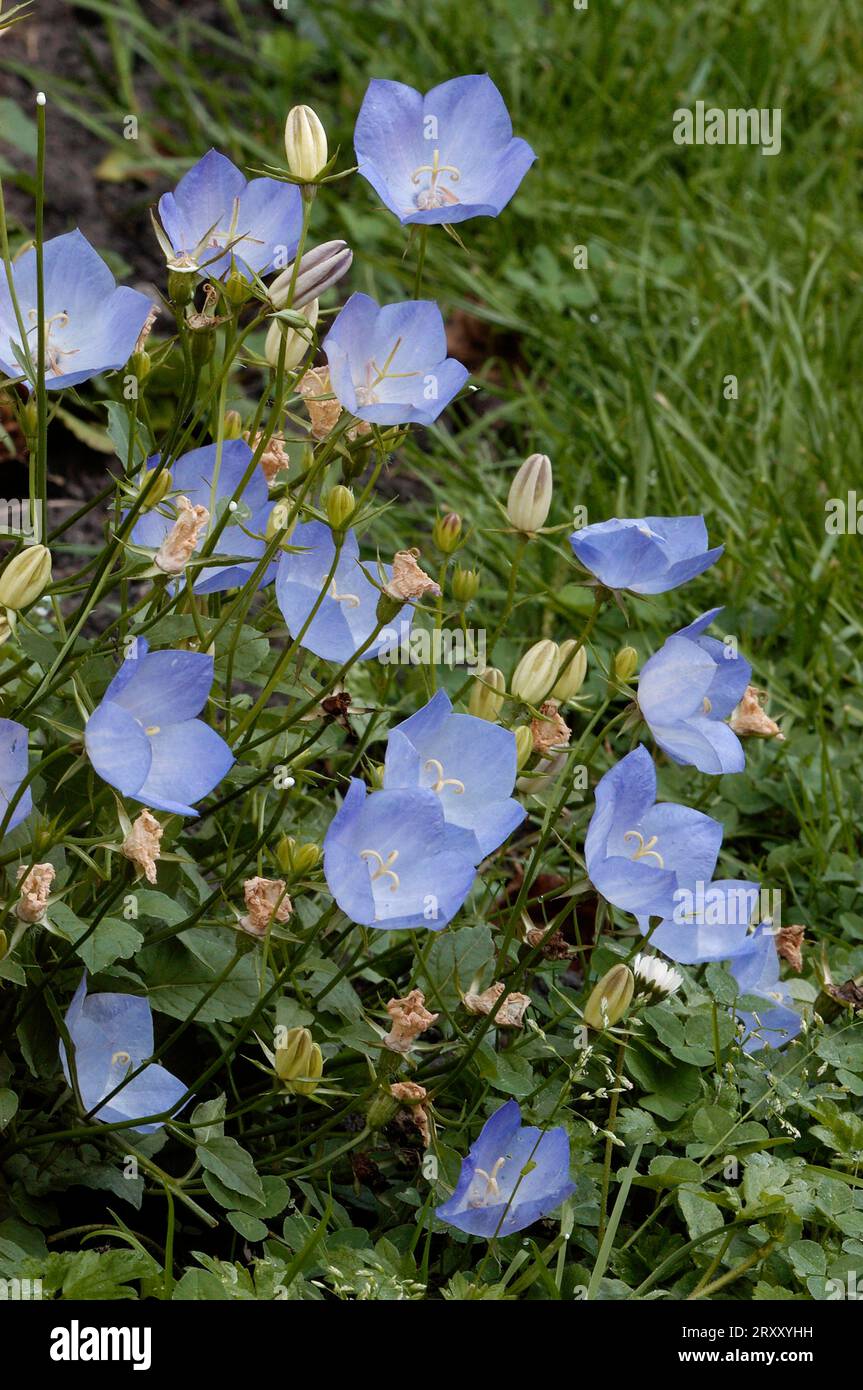 Carpathian Bellflower (Campanula carpatica Stock Photo - Alamy