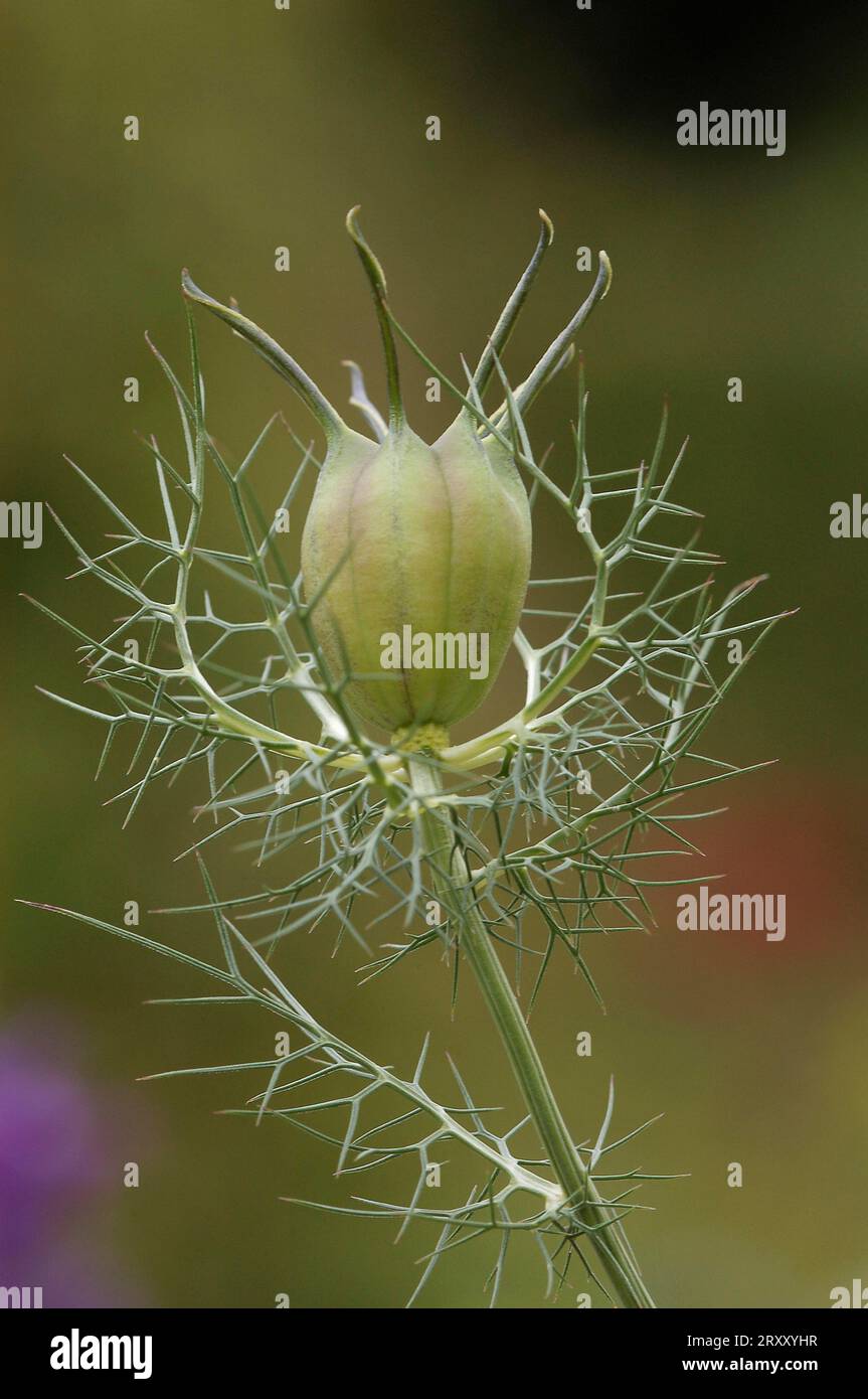 Black Cumin, seed head (Nigella damascena Stock Photo - Alamy