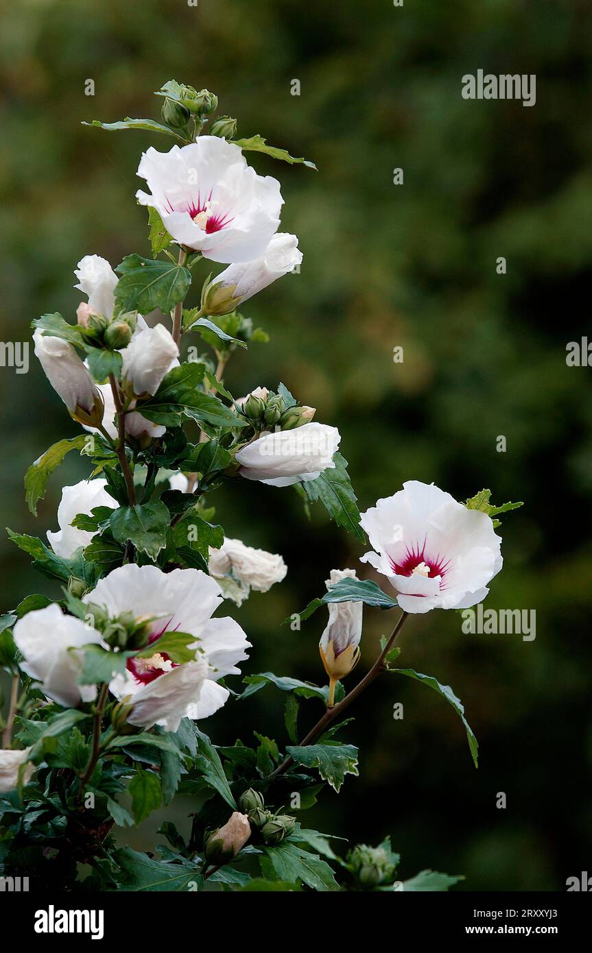 Hibiscus syriacus red heart hi-res stock photography and images - Alamy