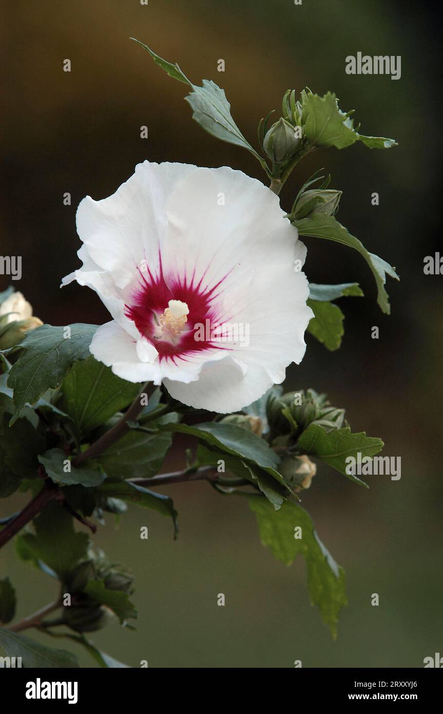 Rose-of-Sharon 'Red Heart' (Hibiscus syriacus Stock Photo - Alamy