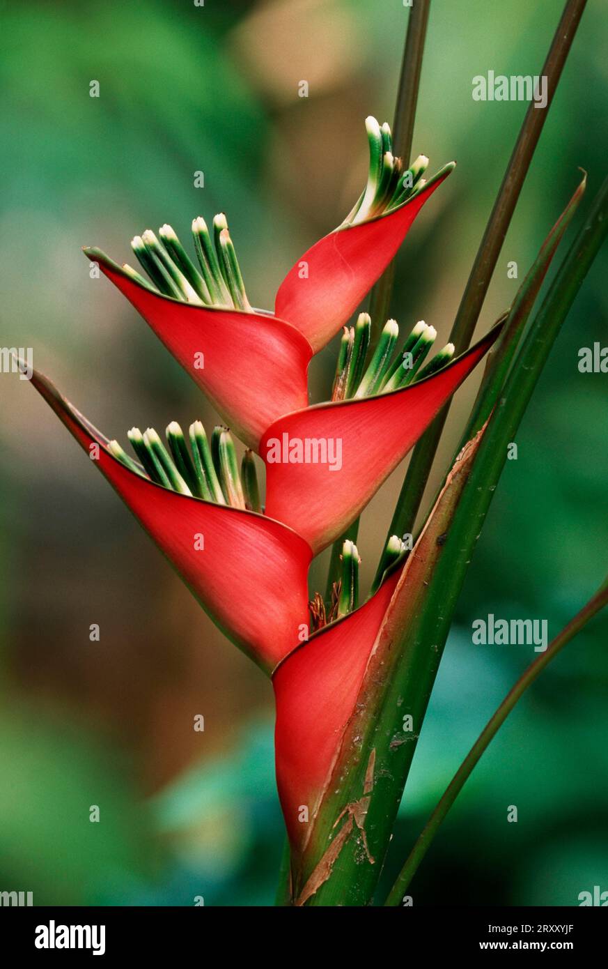 Lobster Claw (Heliconia caribaea), Helicony, Banana family, Musaceae ...